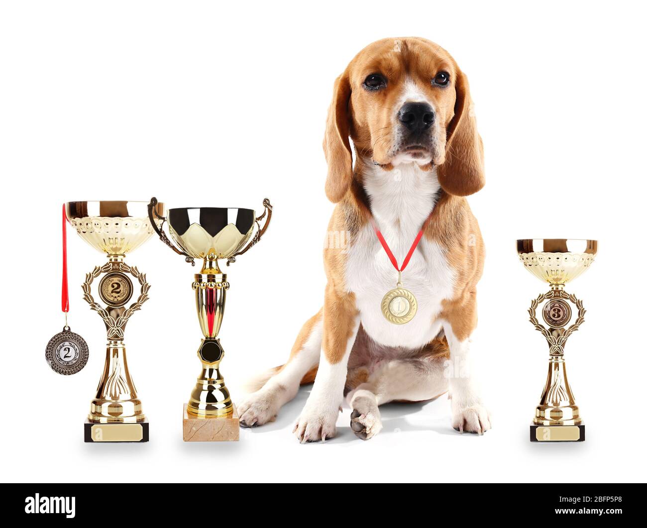 Beagle dog with trophy cups and medals isolated on white Stock Photo ...