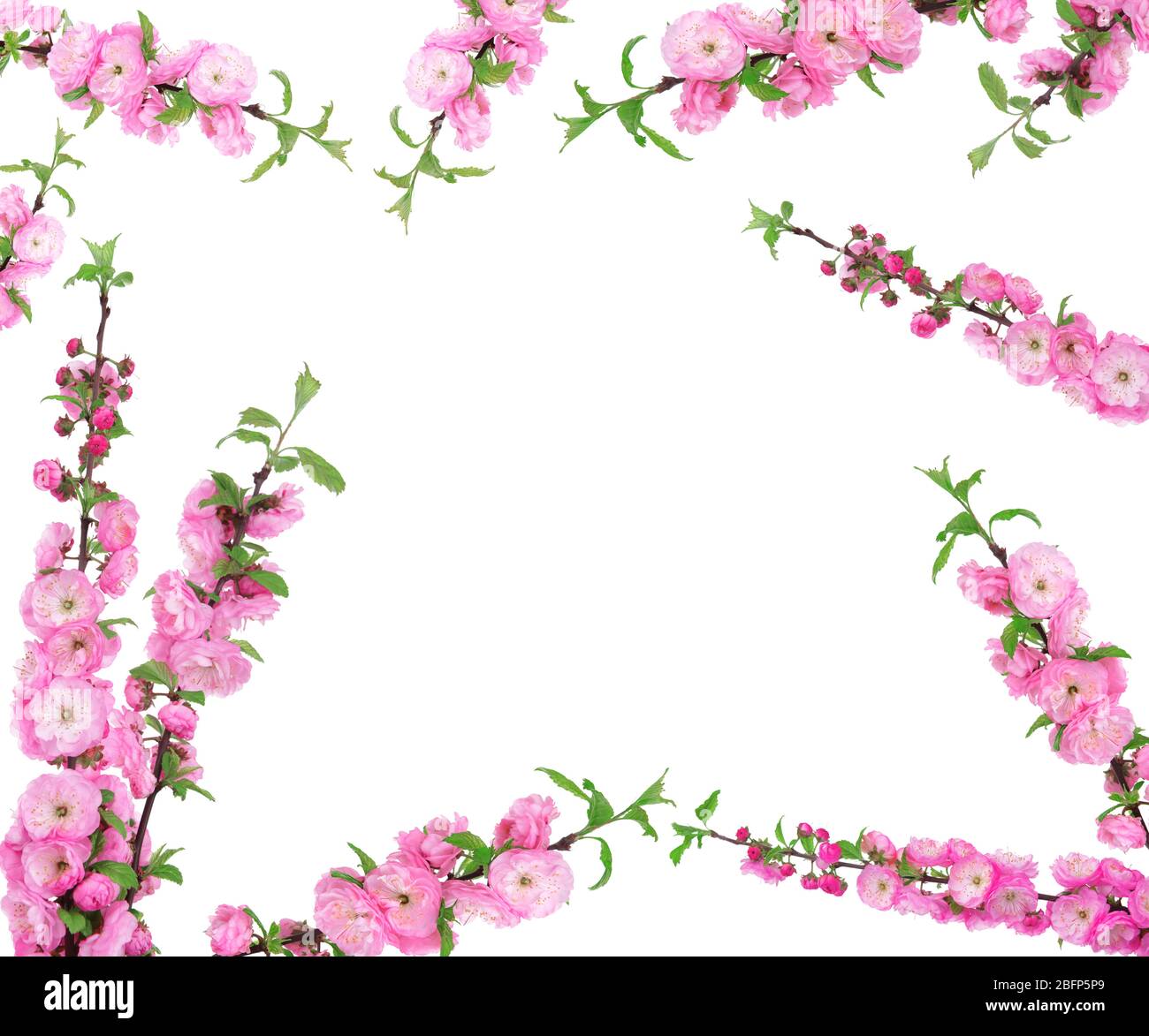 Frame of spring flowering branches on white background Stock Photo - Alamy