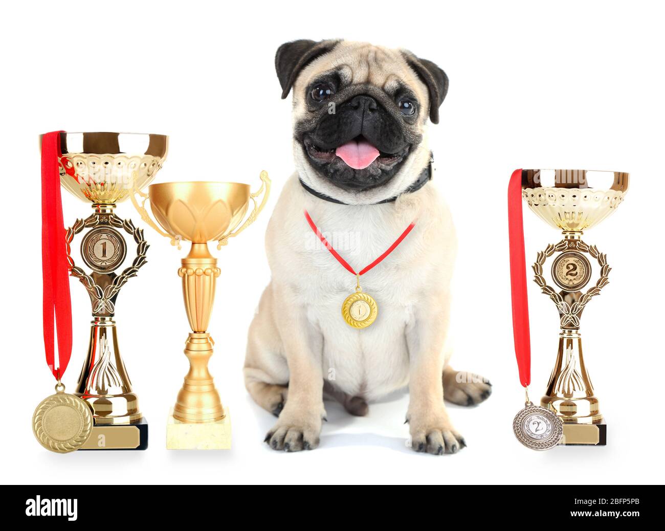 Funny, cute and playful pug dog with trophy cups and medals isolated on ...