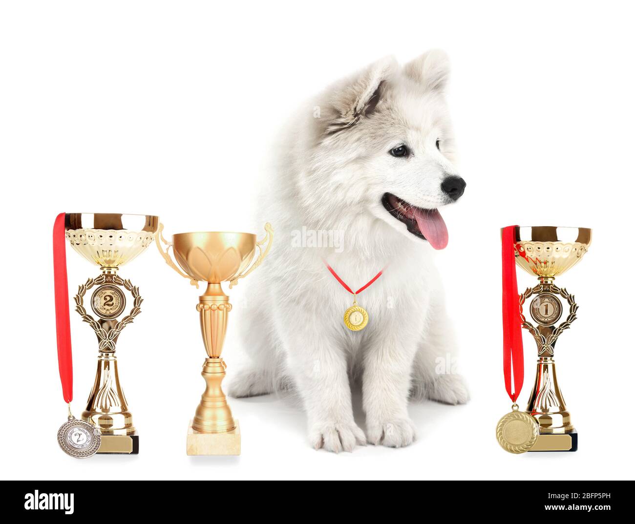 Friendly Samoyed dog with trophy cups and medals isolated on white ...