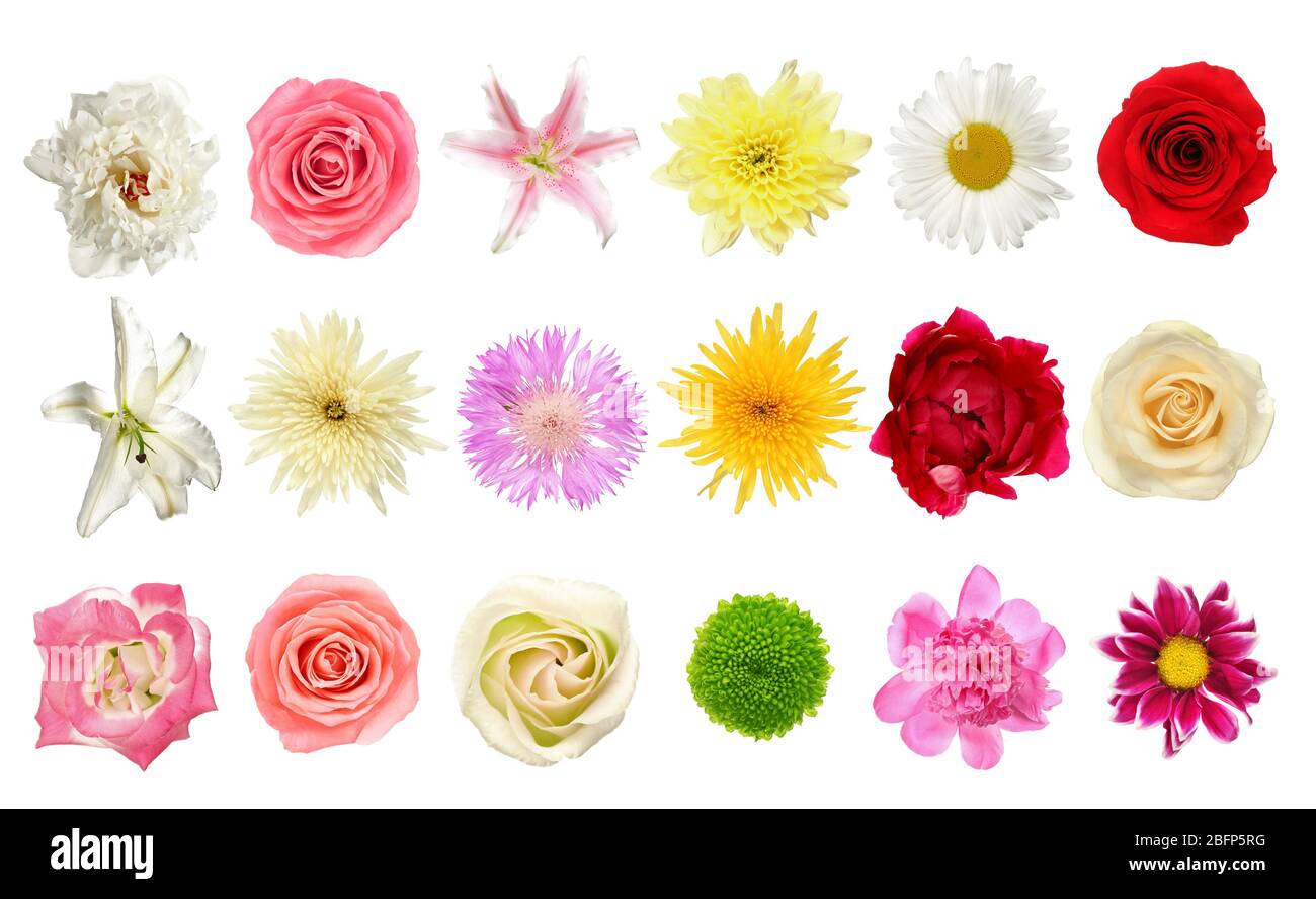 Beautiful flowers on white background. Different flowers collage Stock ...
