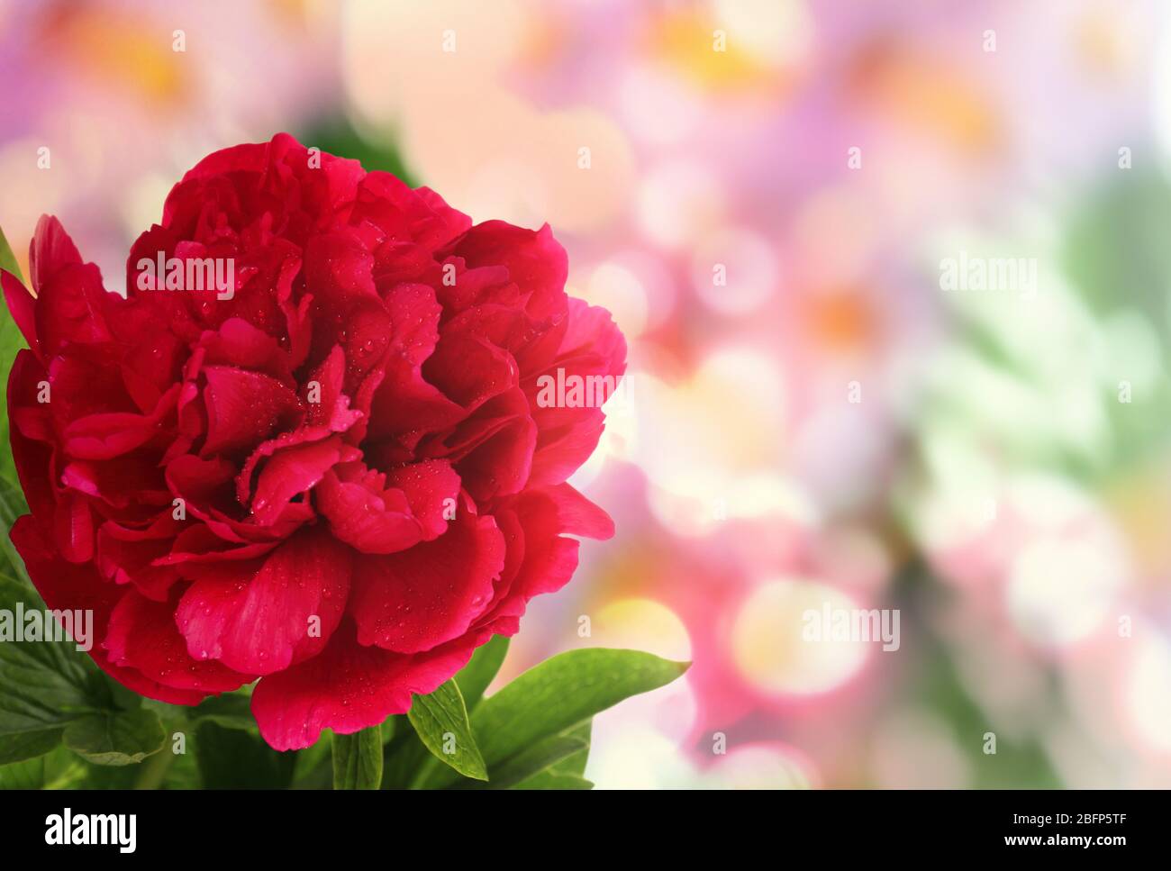 Beautiful peony on blurred lights background. Floral design Stock Photo ...