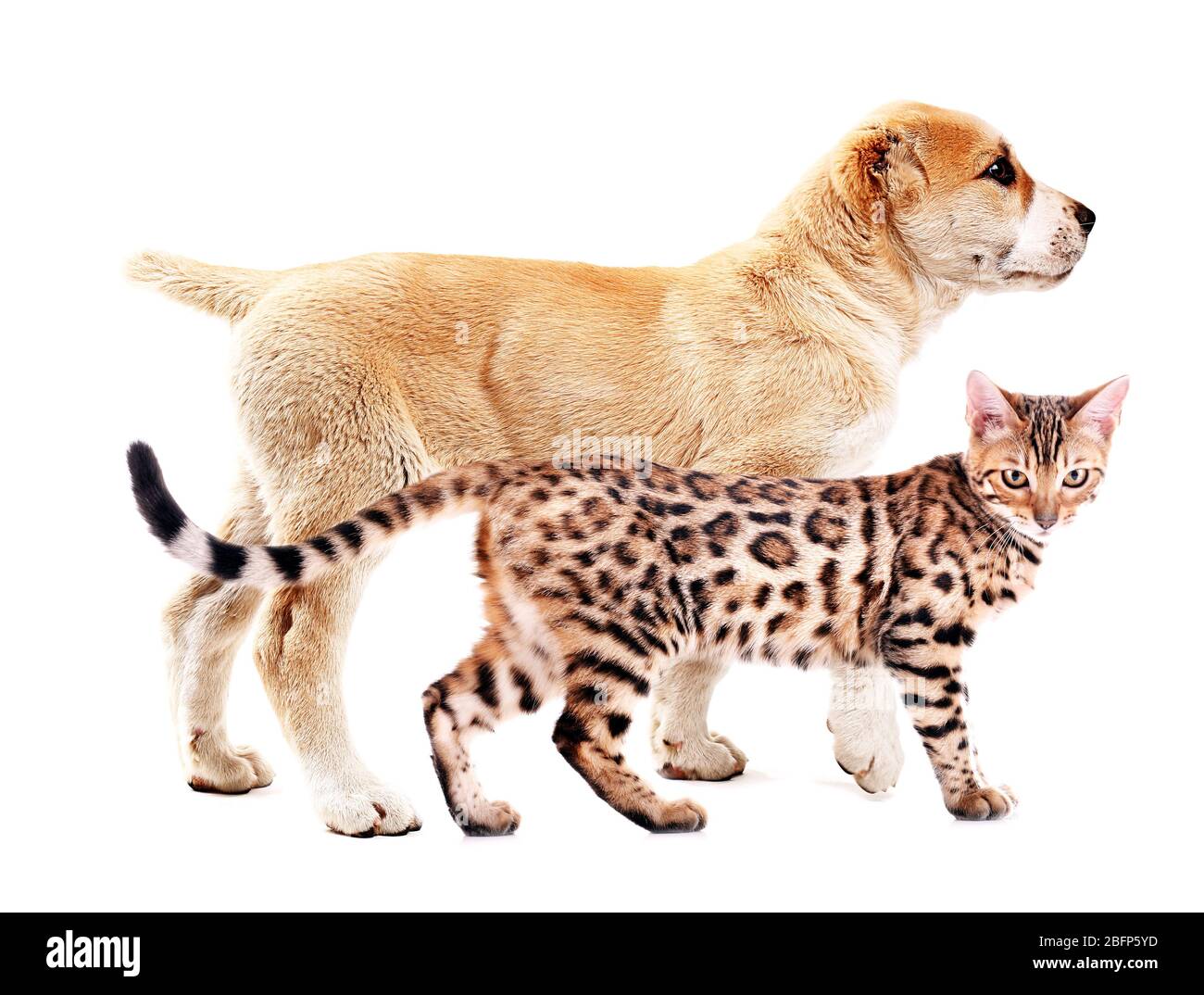 Cute central asian shepherd puppy and beautiful bengal cat together on ...