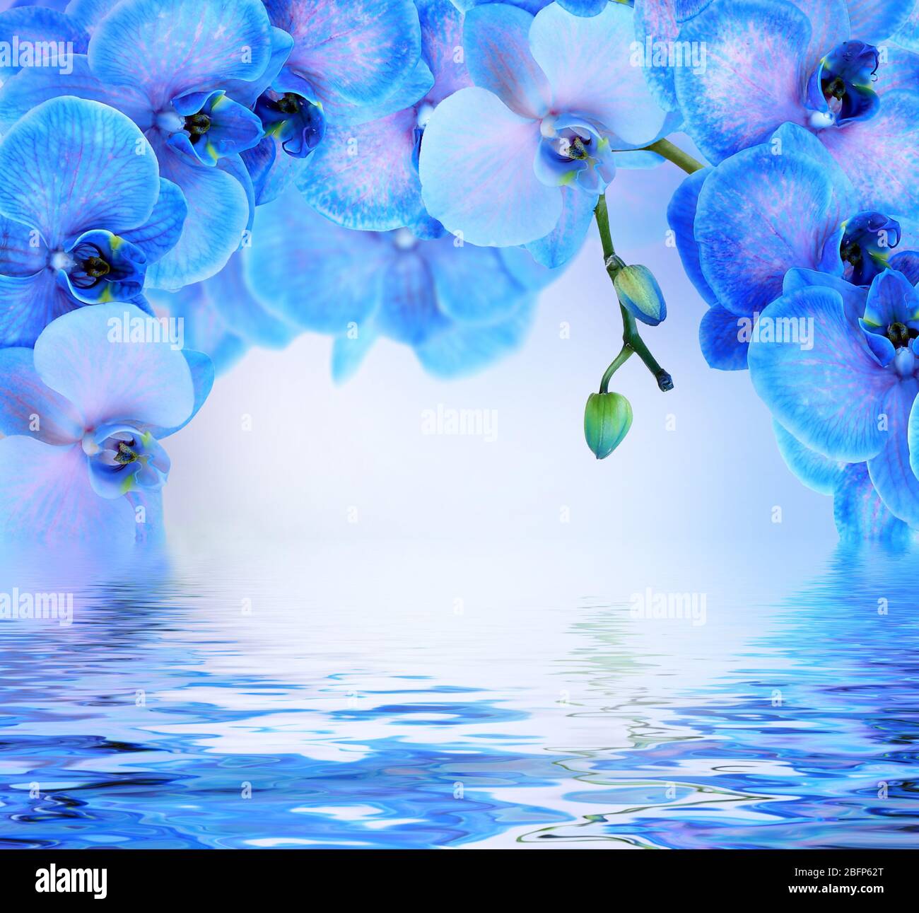 Floral background. Water reflection of beautiful flowers Stock Photo ...