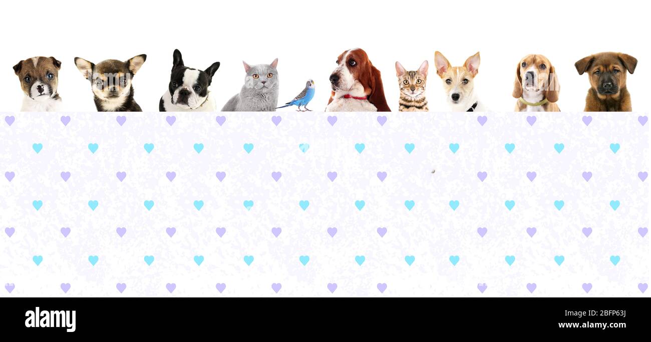 Different pets hi-res stock photography and images - Alamy