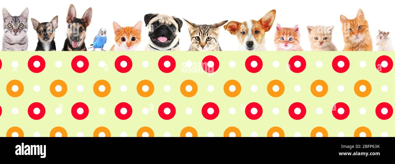 Row of different pets on white background Stock Photo - Alamy