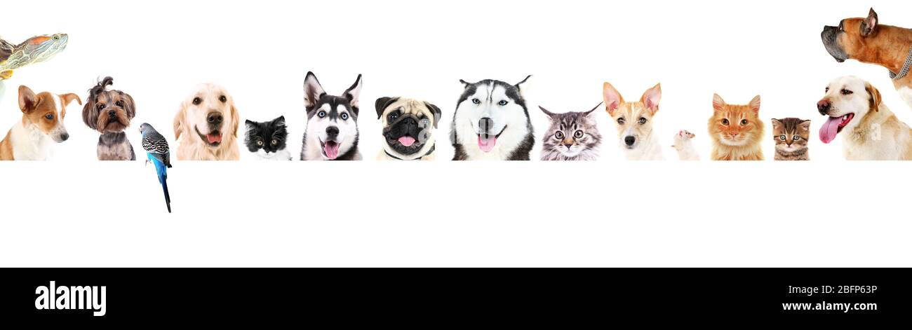 Row of different pets on white background Stock Photo - Alamy