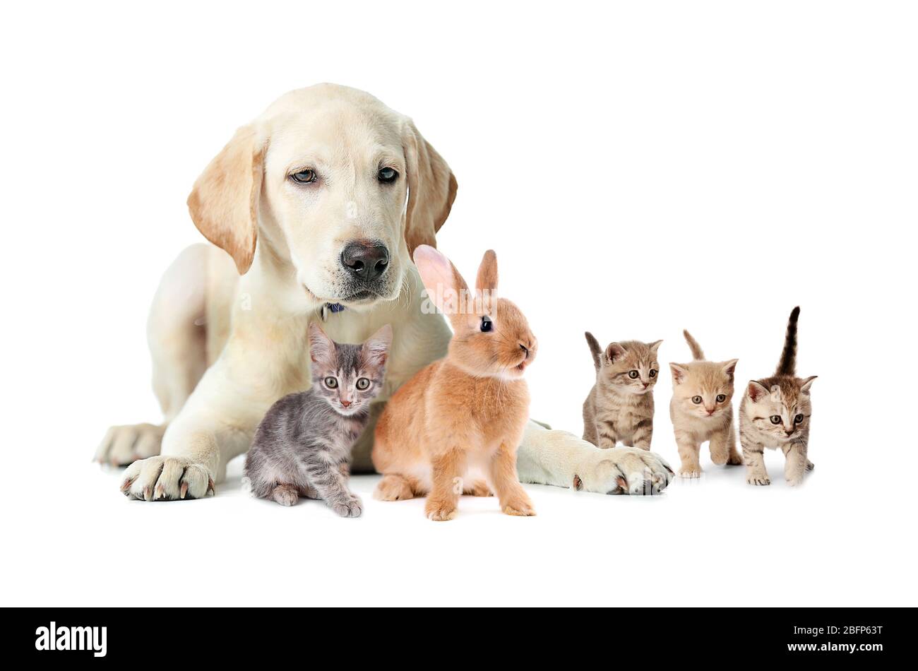 Group of pets on white background. Animals friendship Stock Photo - Alamy