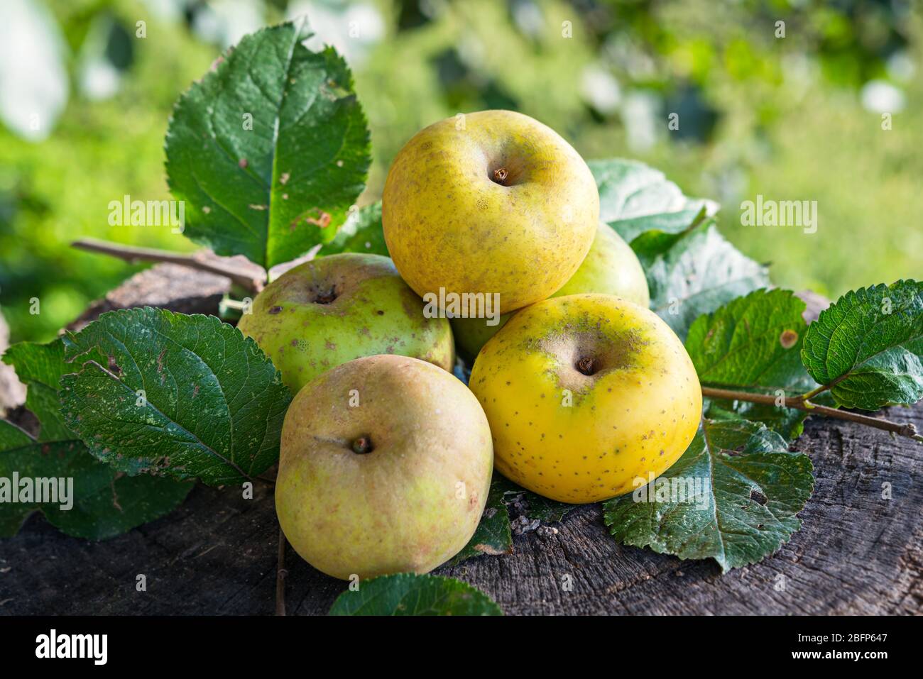 Organic yellow Renetta fresh apples in autumn garden Stock Photo - Alamy