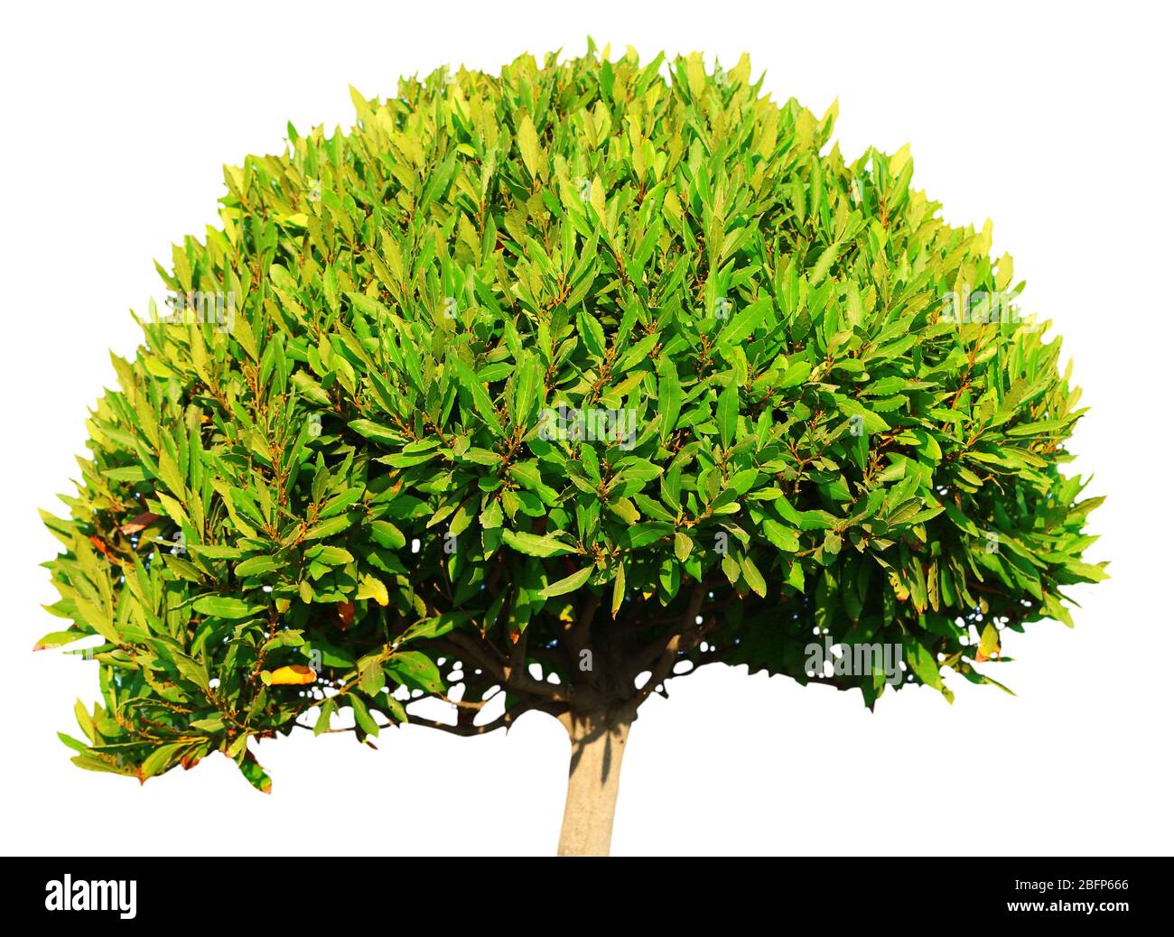 Laurel tree hi-res stock photography and images - Alamy