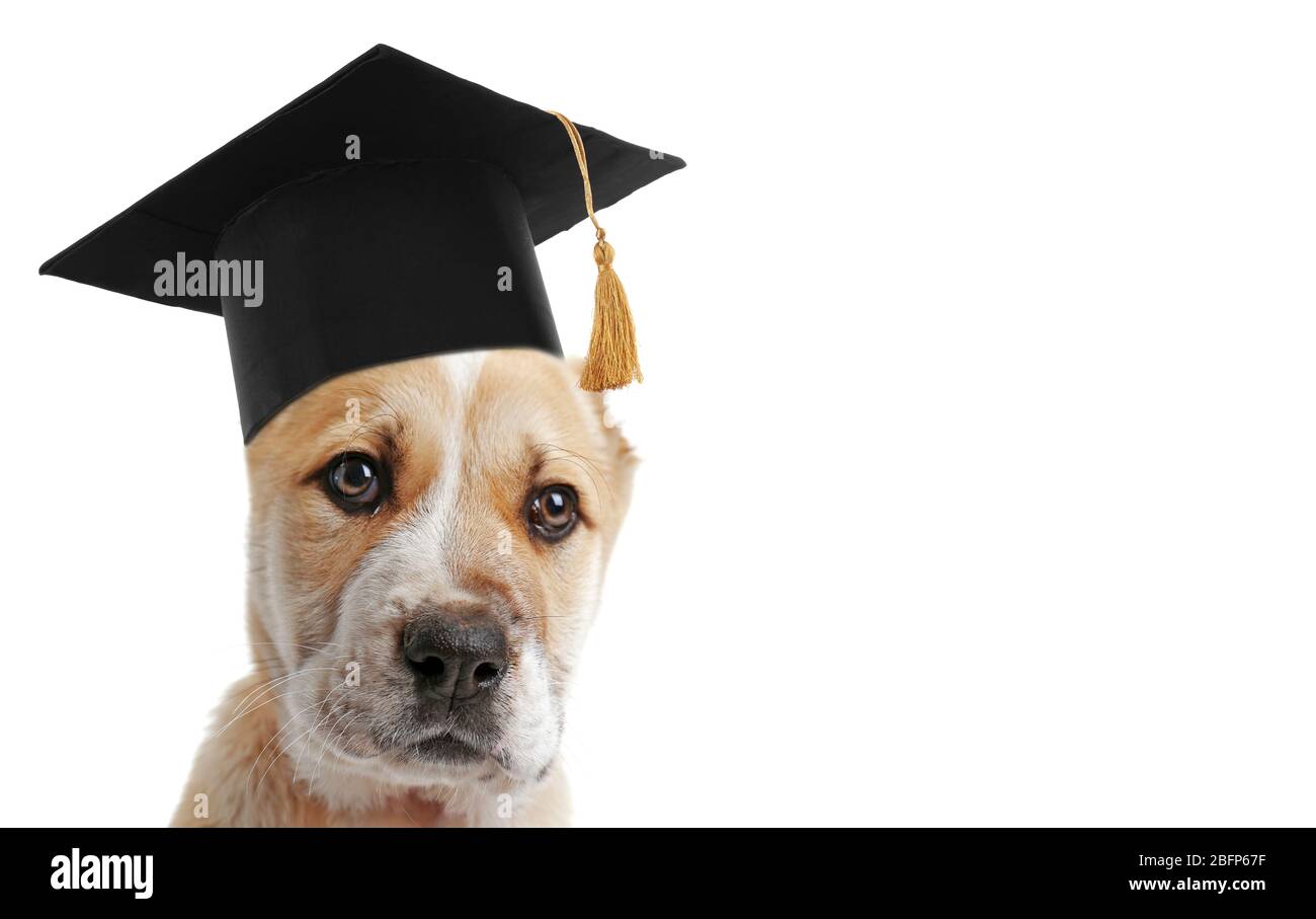Adorable dog with black graduation cap on white background Stock Photo ...