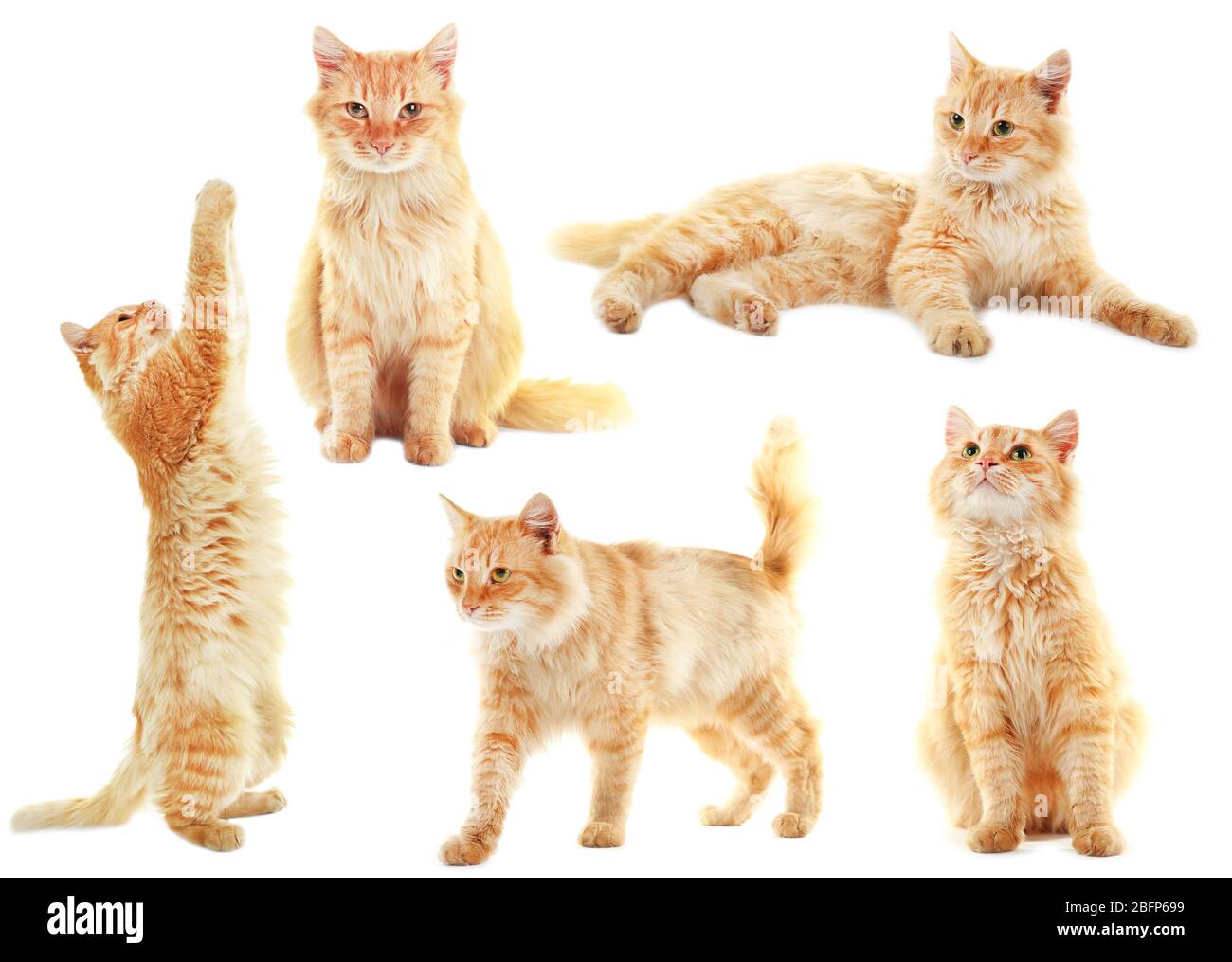 Fluffy red cat collection isolated on white background Stock Photo - Alamy