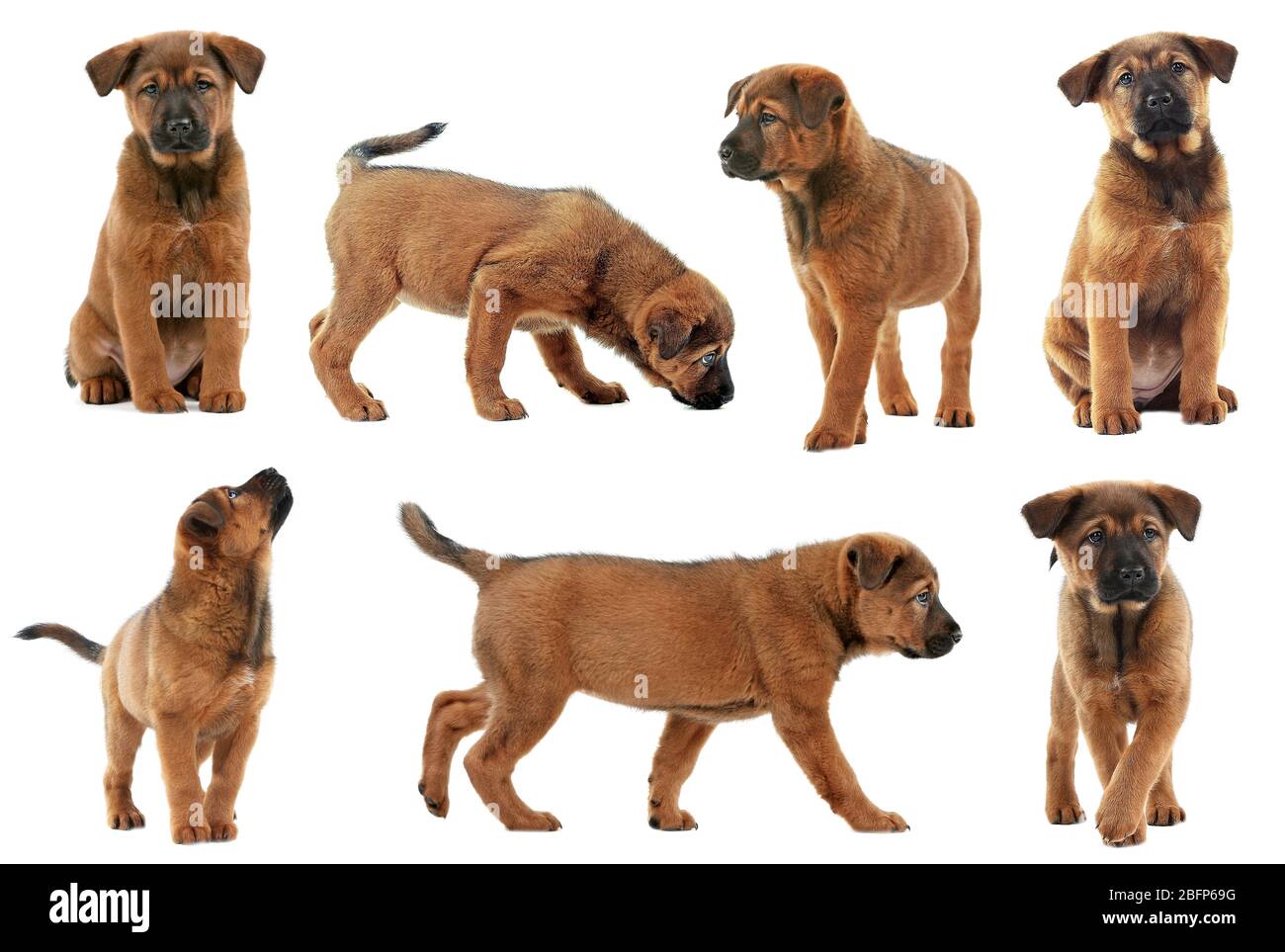 Cute puppy collection isolated on white Stock Photo - Alamy