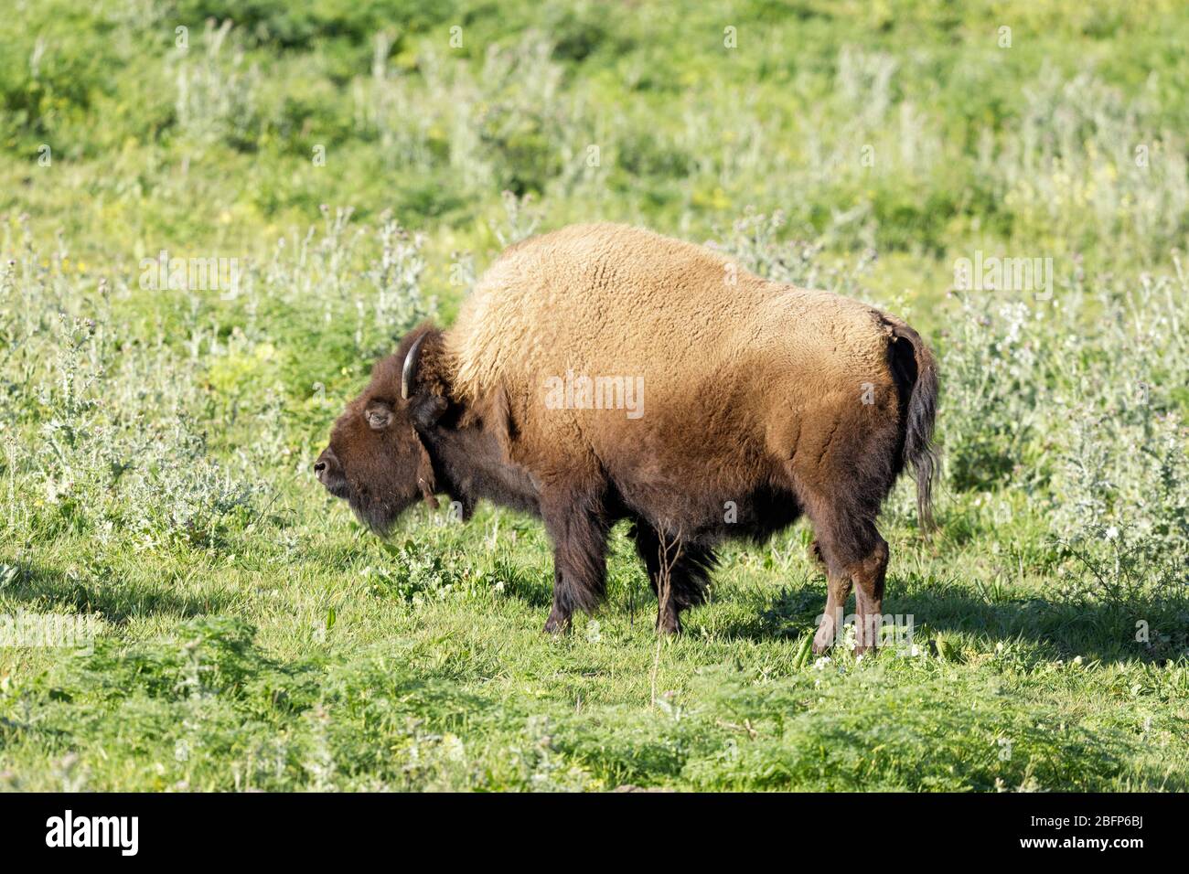 Side view bison american buffalo hi-res stock photography and images ...