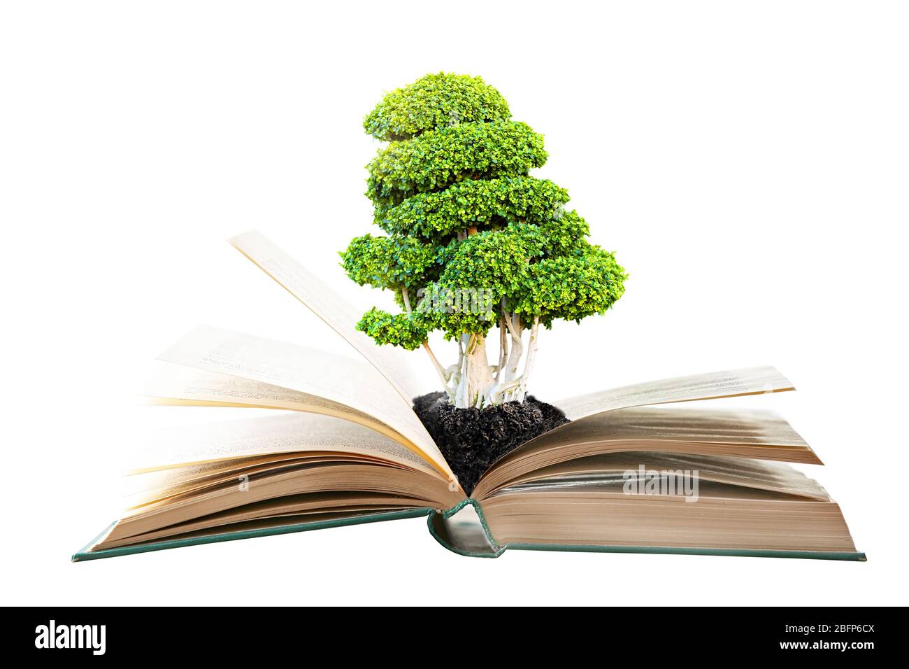 Book with green tree on white background Stock Photo - Alamy