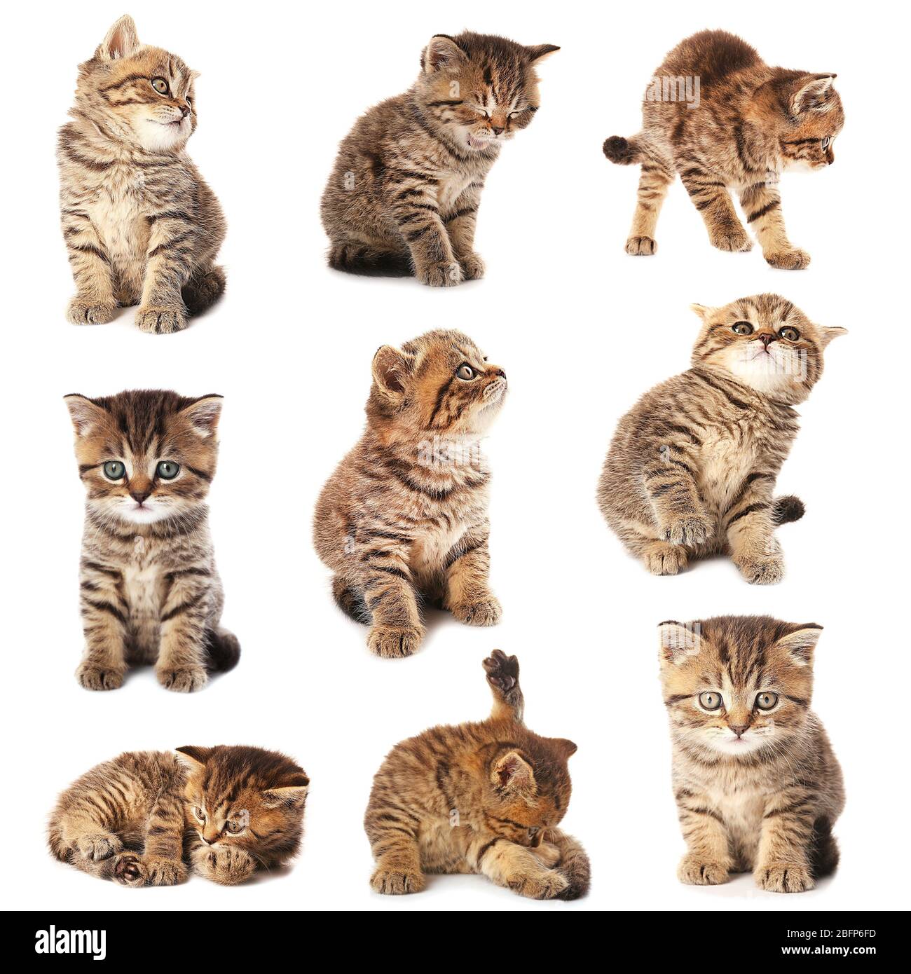 Small cute kitten collection, isolated on white Stock Photo - Alamy