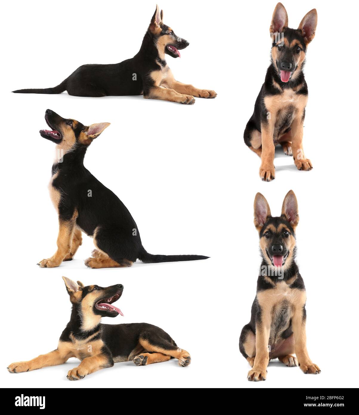 Cute dog collection, isolated on white Stock Photo - Alamy