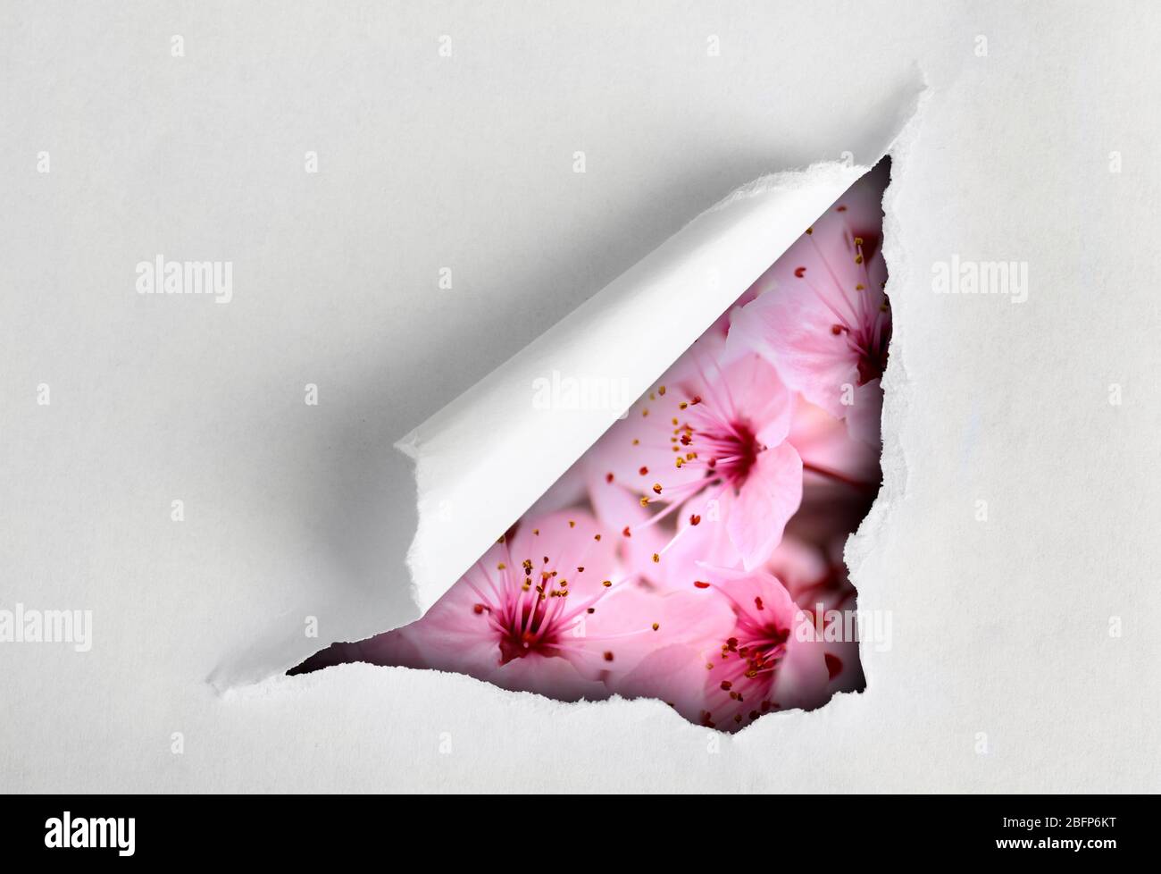 Torn paper with flowers background Stock Photo - Alamy