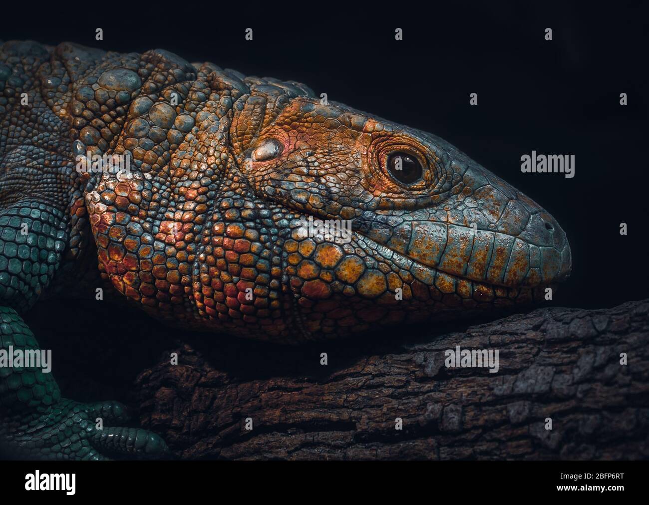 Portrait of a Caiman Lizard from the Northern part of South America ...