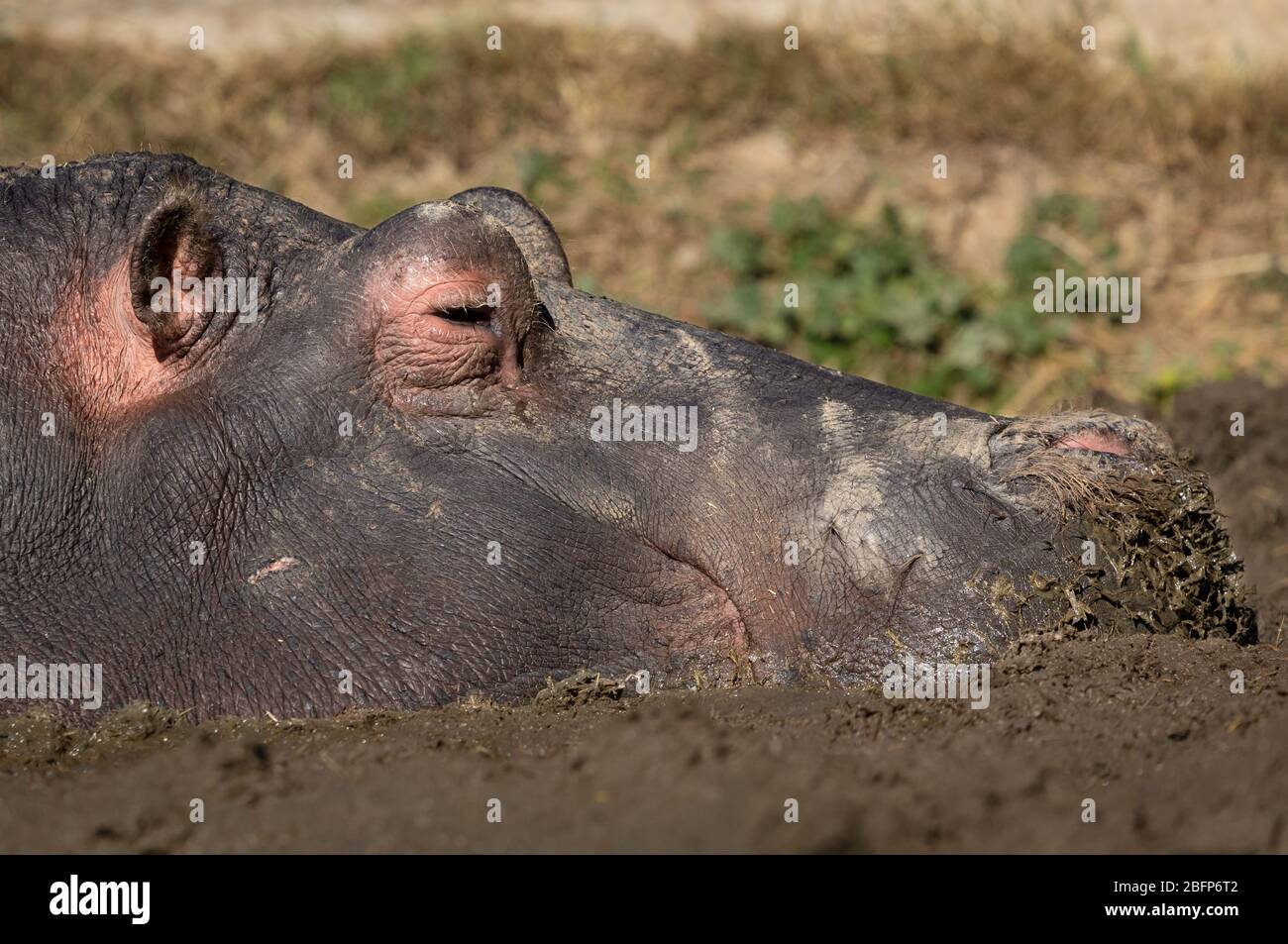 Hippo face in cartoon hi-res stock photography and images - Alamy