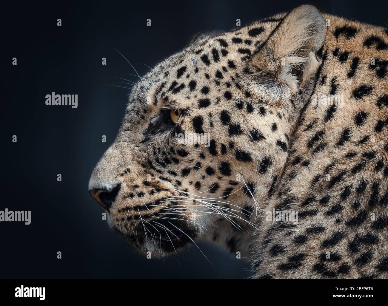 Angry leopard africa hi-res stock photography and images - Alamy