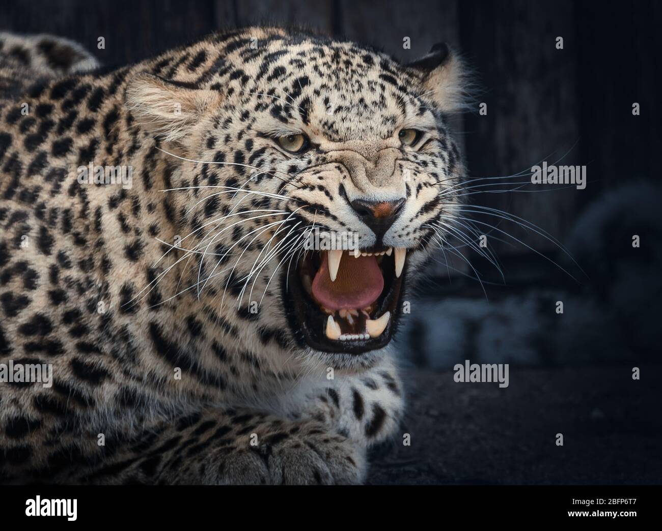 Leopard Roar