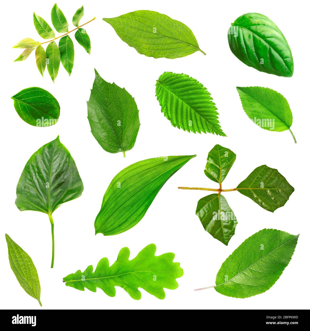Collage of fresh green leaves on white background Stock Photo - Alamy