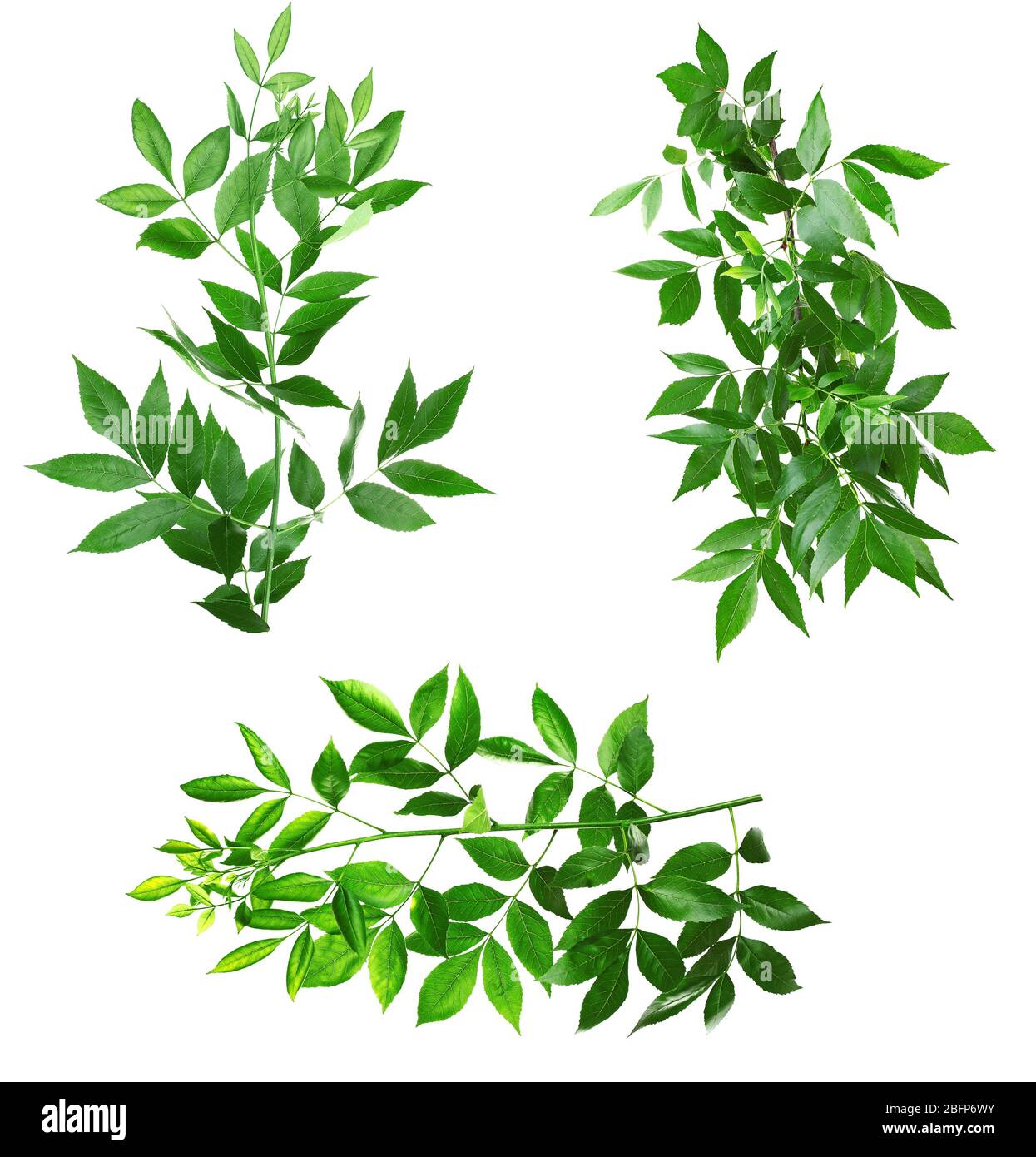 Collage of green leaves, isolated on white Stock Photo - Alamy