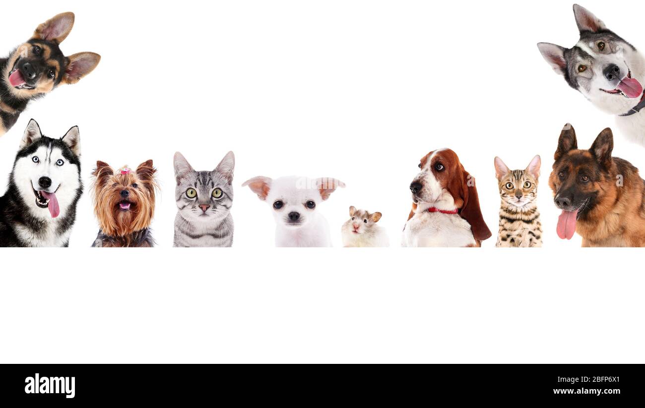 Row of different pets on white background Stock Photo - Alamy
