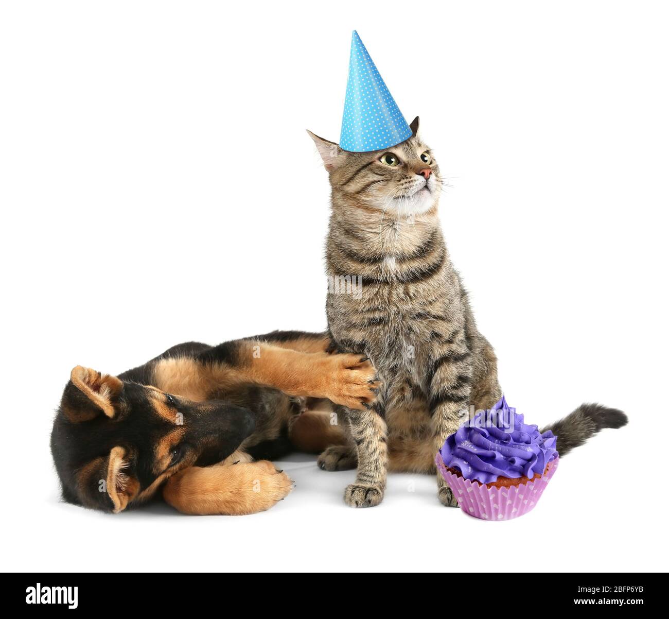 Dog cat birthday party cake hi-res stock photography and images - Alamy