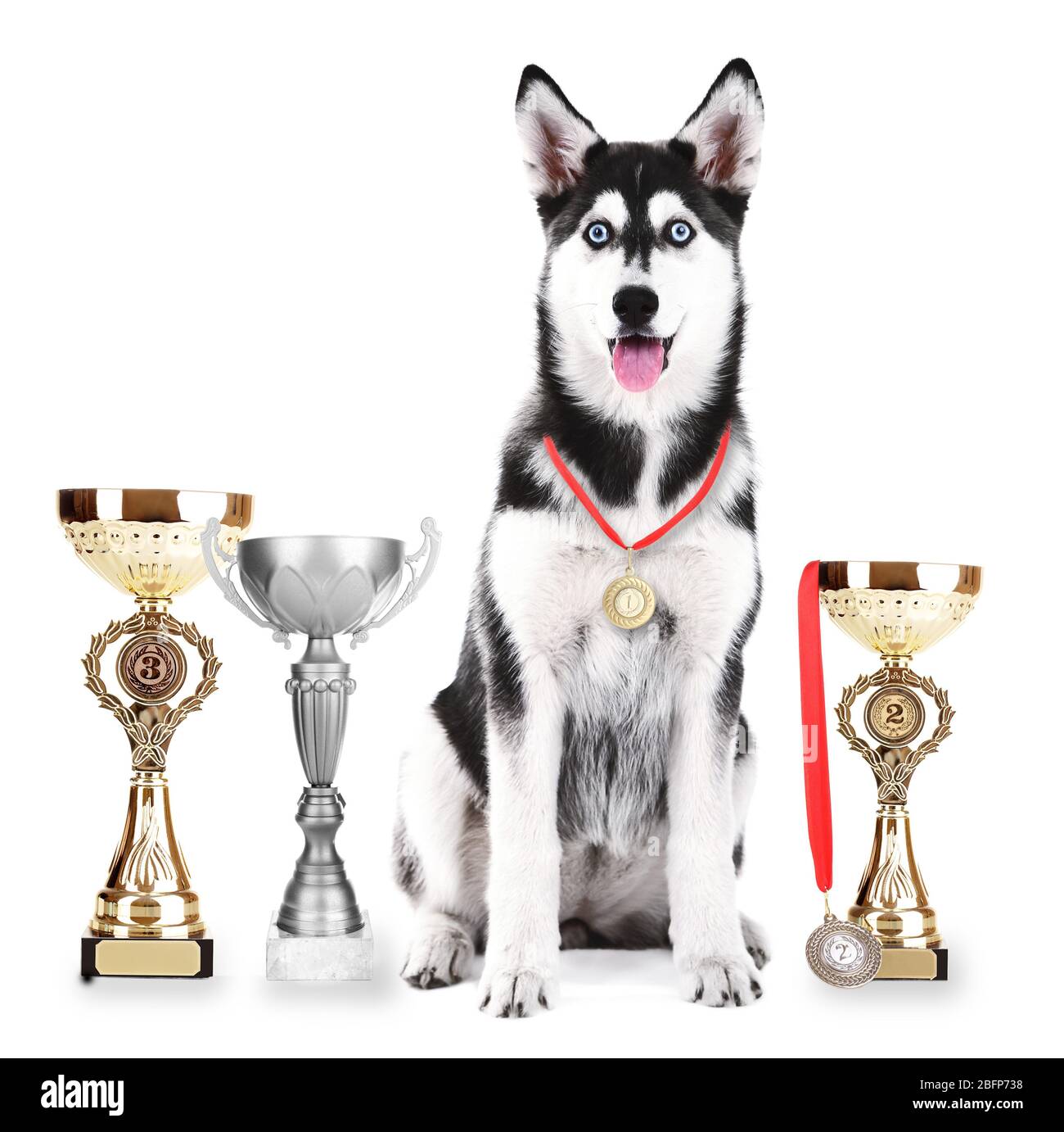 Beautiful cute husky puppy with trophy cups and medals isolated on ...