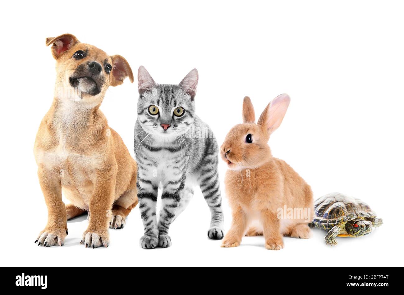 Group of pets on white background. Animals friendship Stock Photo - Alamy