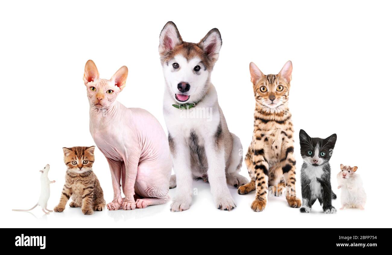 Group of pets on white background. Animals friendship Stock Photo - Alamy