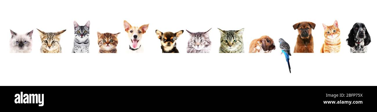 Row of different pets on white background Stock Photo - Alamy