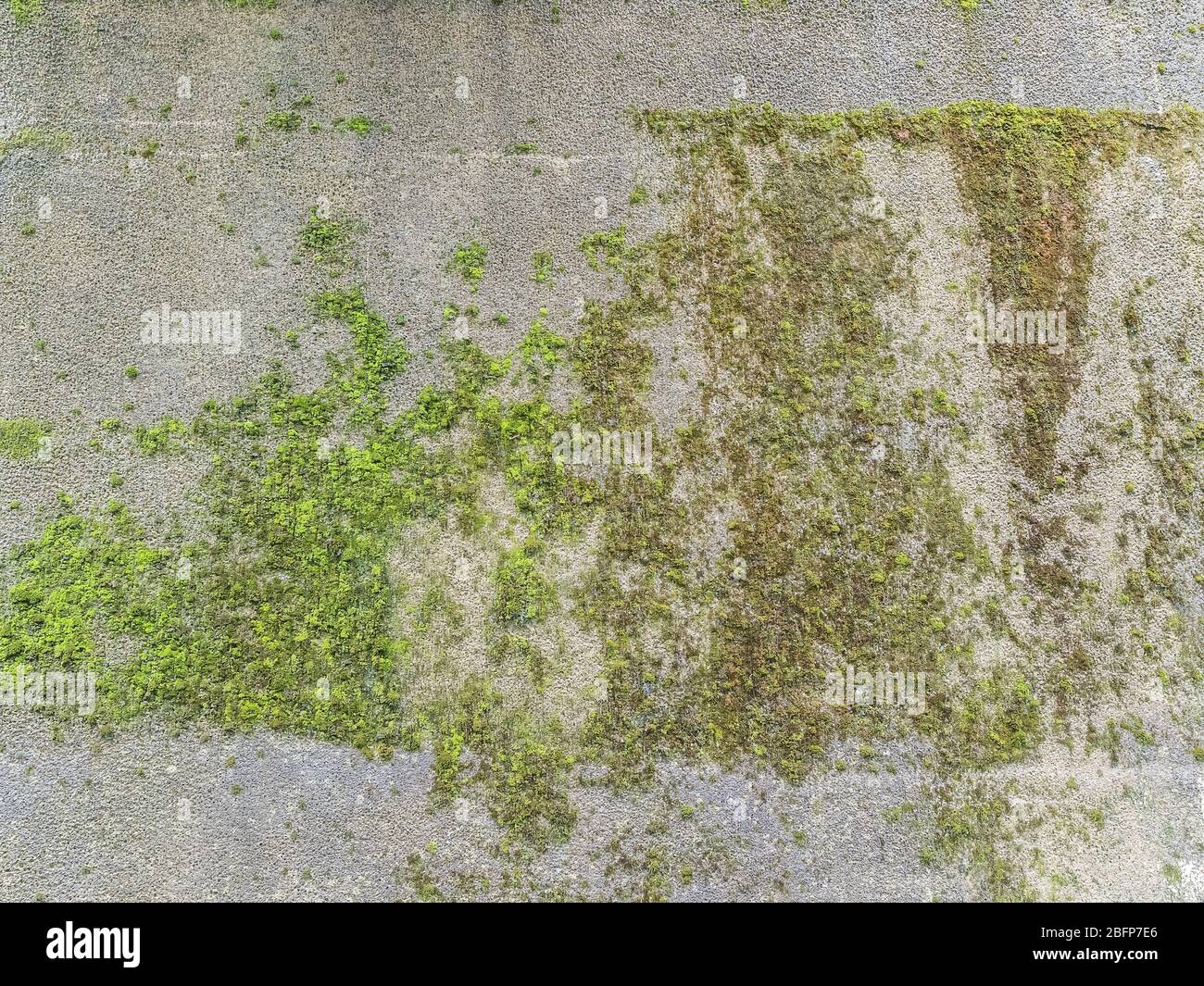 Texture concrete wall with growing green moss Stock Photo - Alamy
