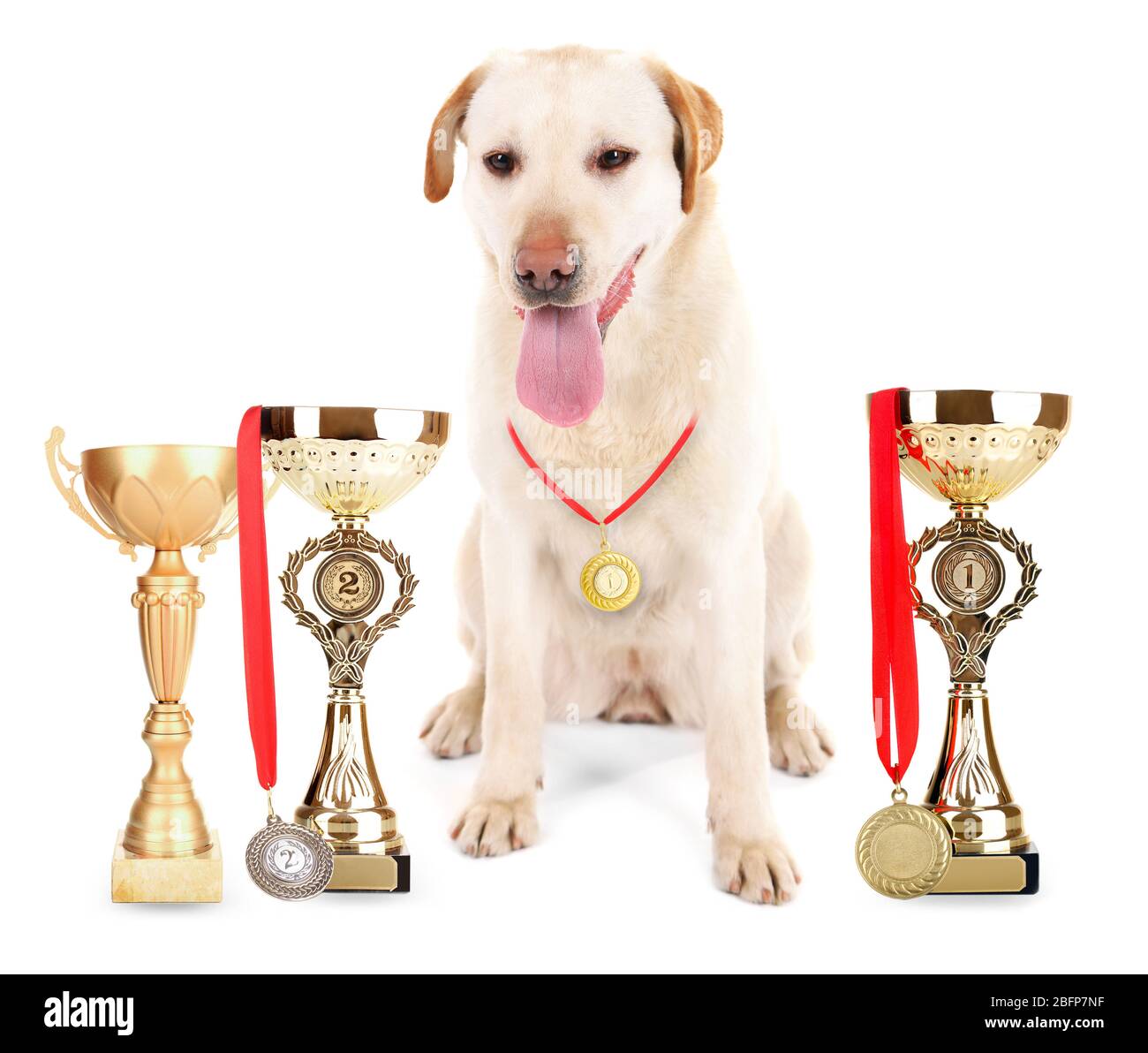 Adorable Labrador with trophy cups and medals isolated on white Stock ...