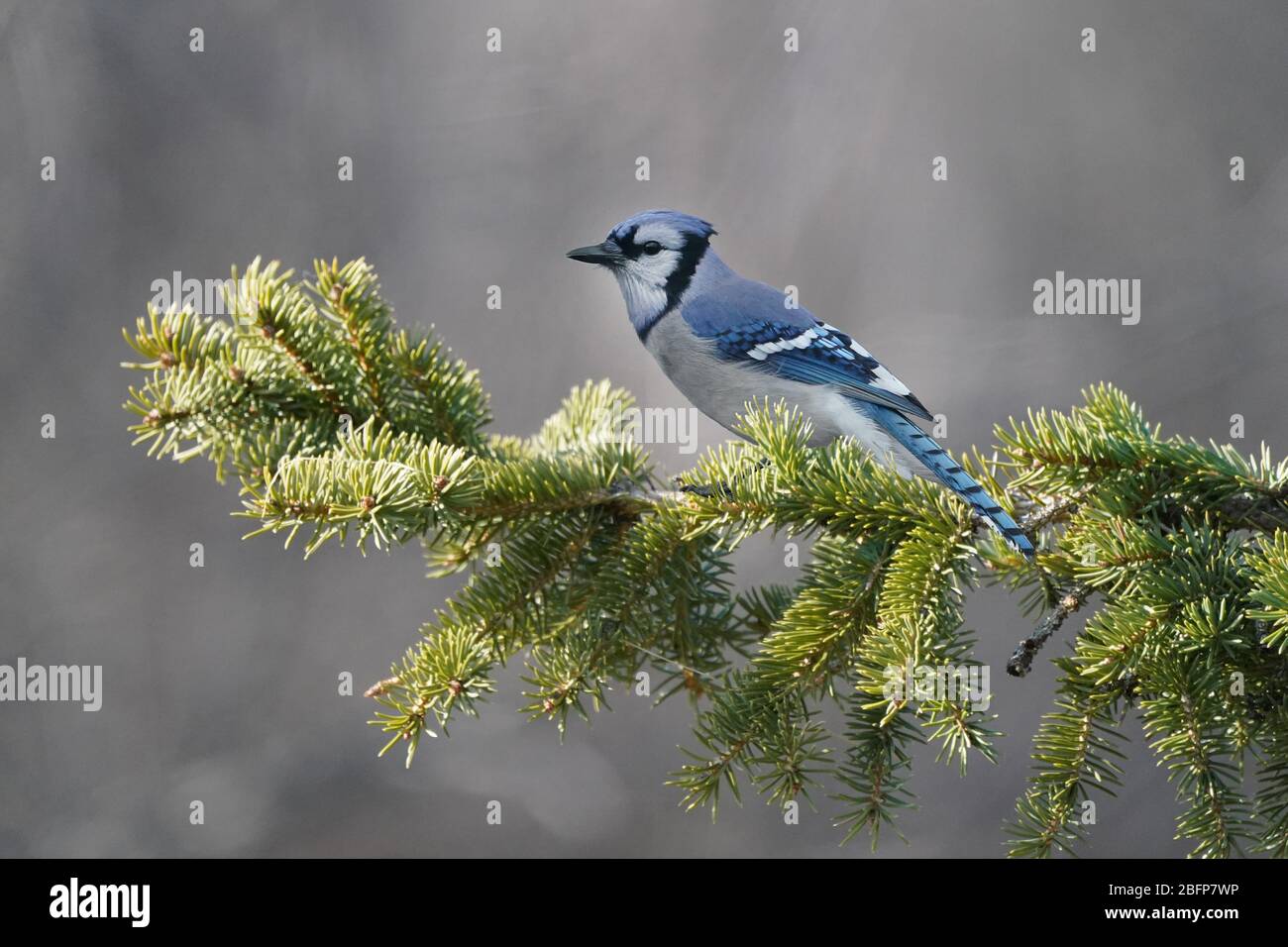 Blue Jay Closeups Stock Photo - Alamy