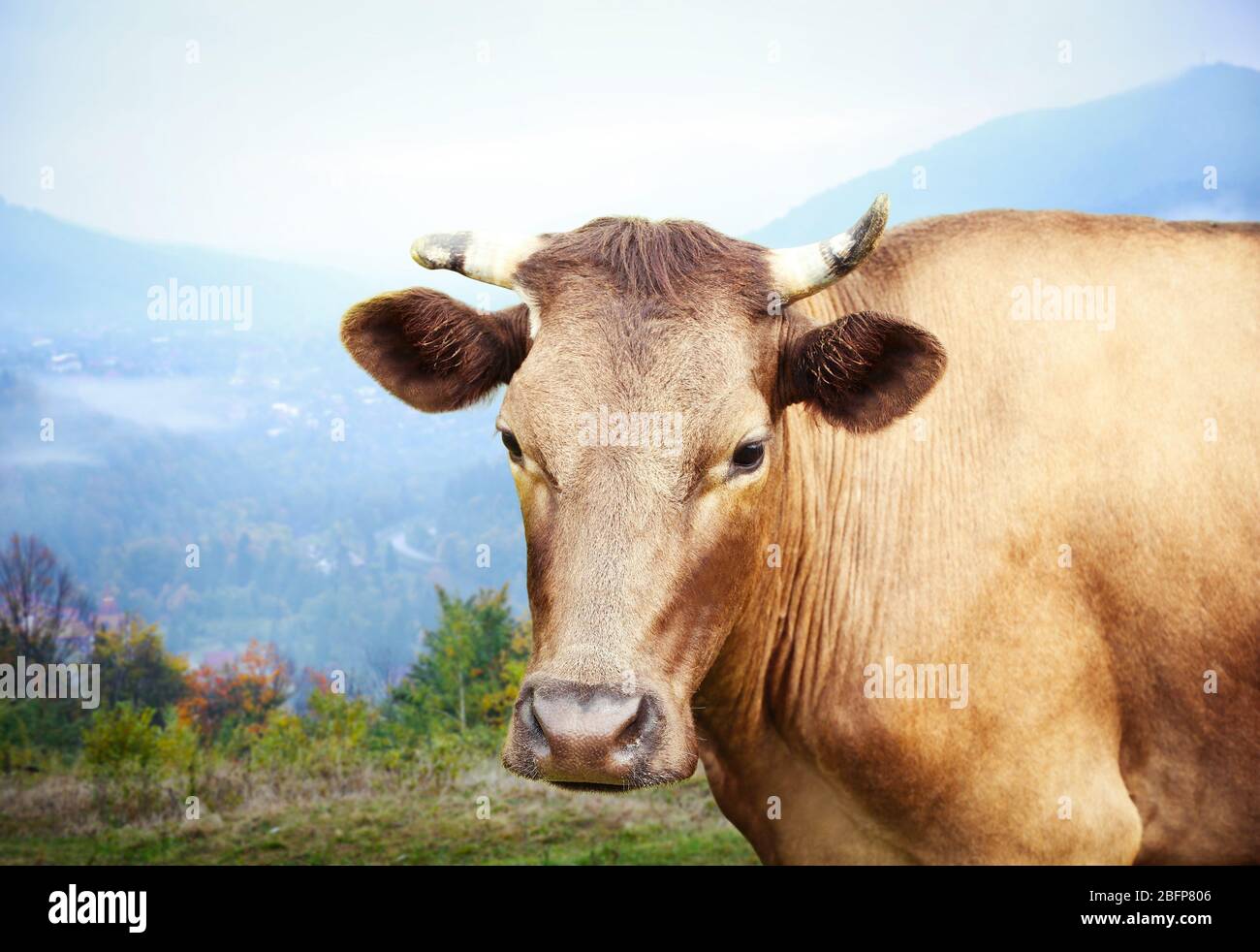 Single cow on the meadow Stock Photo - Alamy