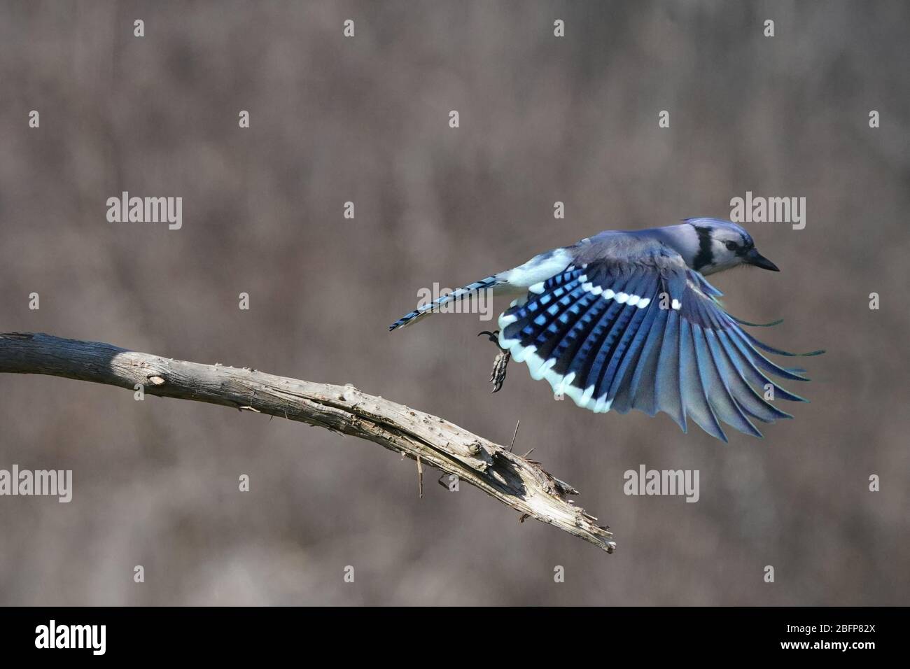 Grey jay nesting hi-res stock photography and images - Alamy