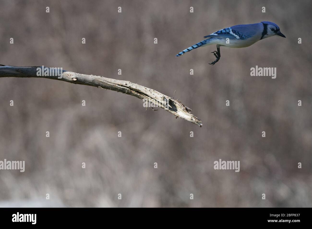 Grey jay nesting hi-res stock photography and images - Alamy