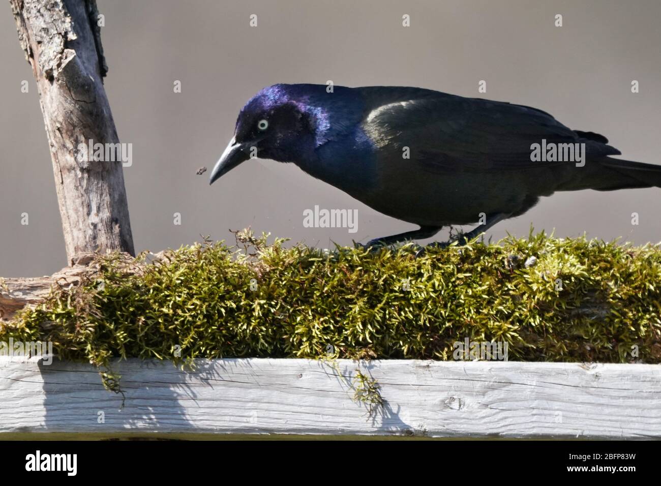 Common grackle flying hi-res stock photography and images - Alamy