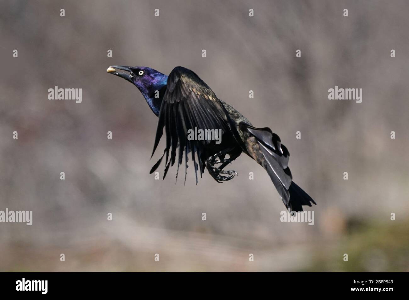 Common Grackle perching on mossy log or flying Stock Photo - Alamy