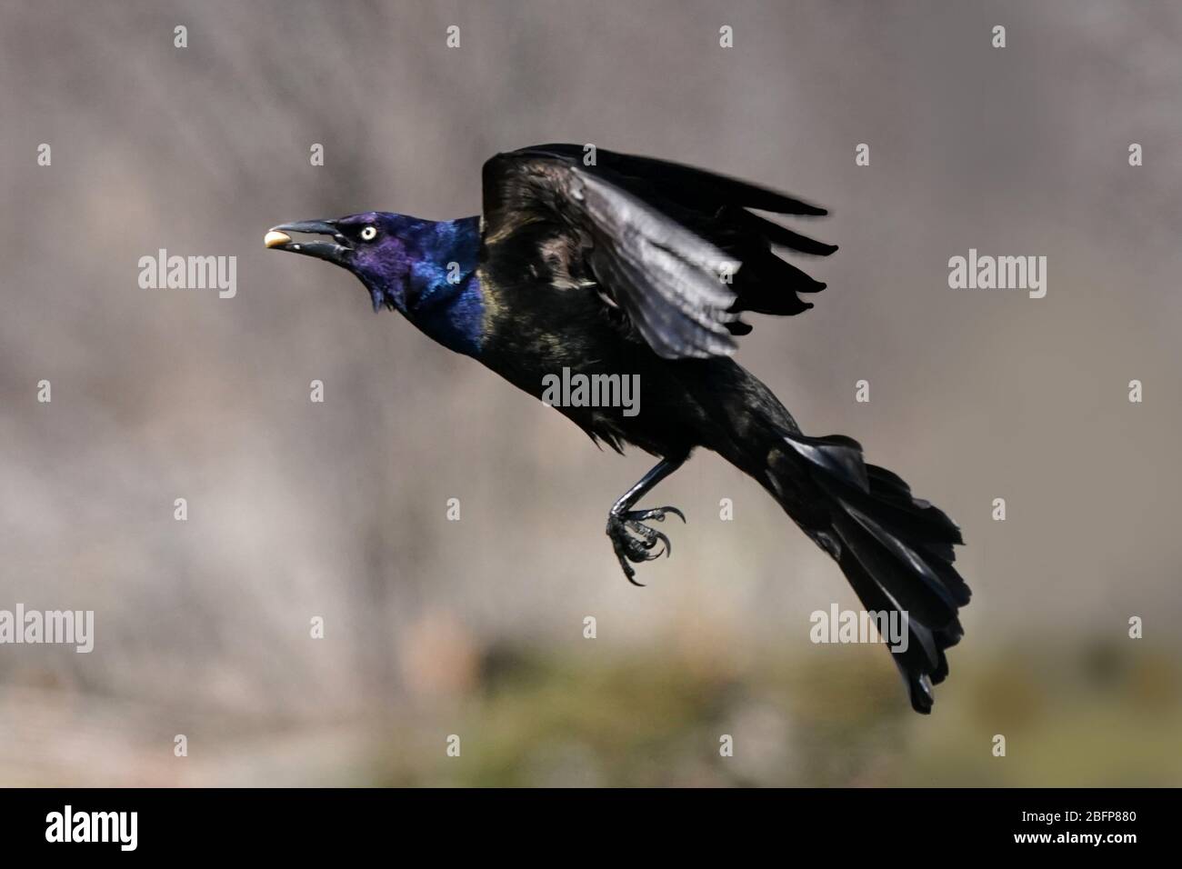 Common grackle flying hi-res stock photography and images - Alamy