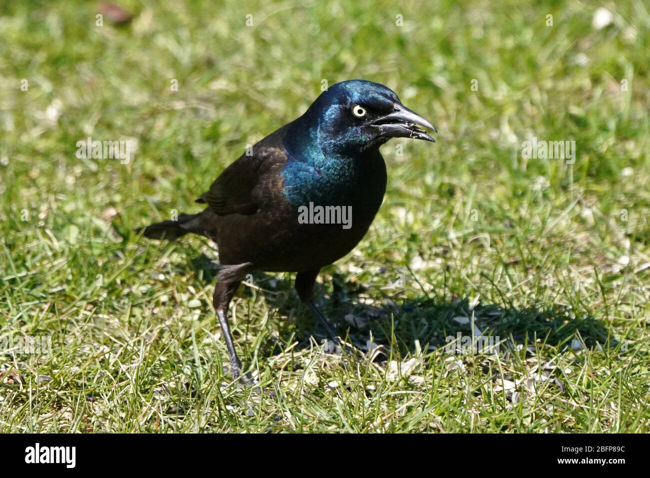 Common Grackle perching on mossy log or flying Stock Photo - Alamy