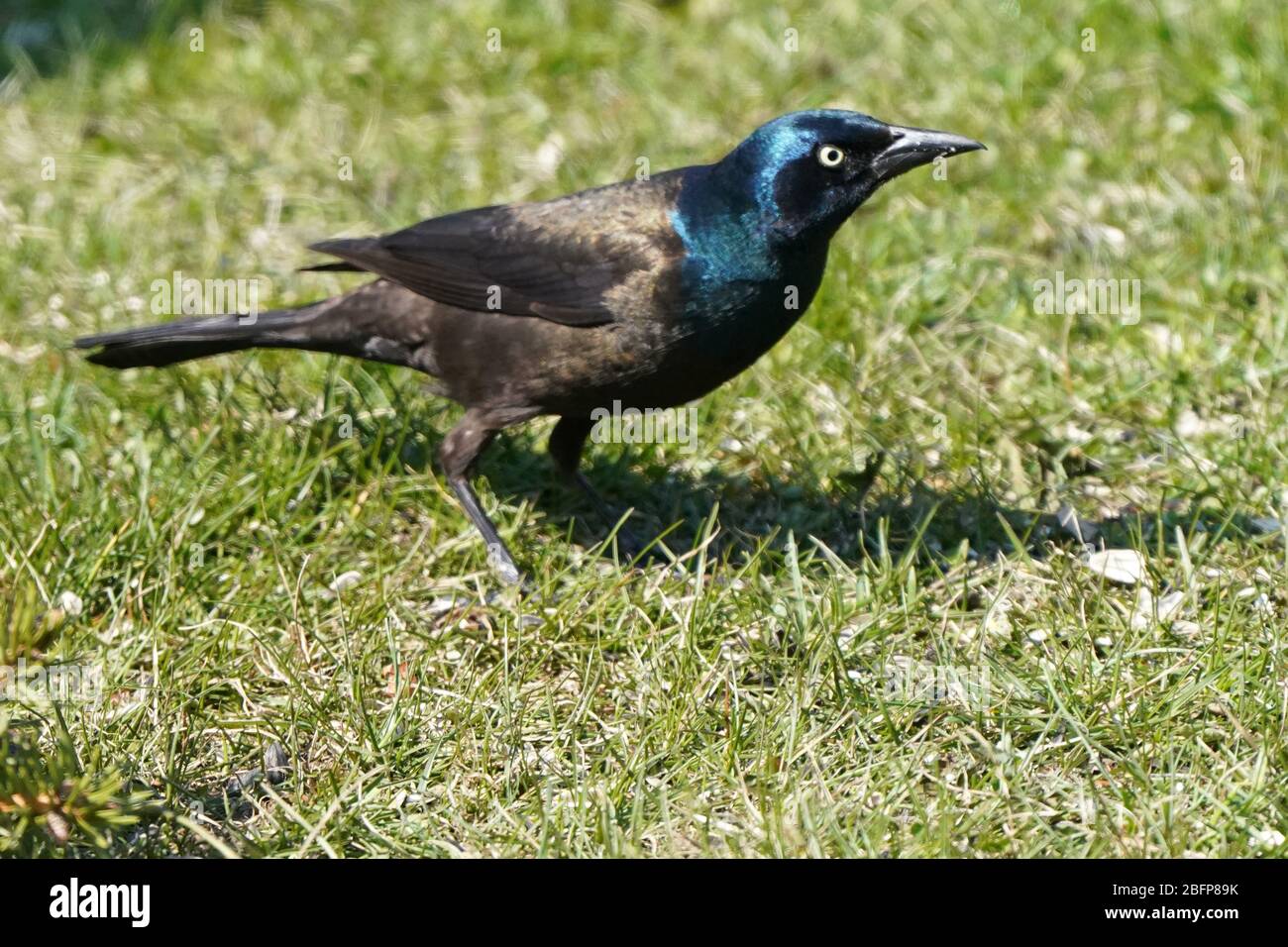 Common grackle flying hi-res stock photography and images - Alamy