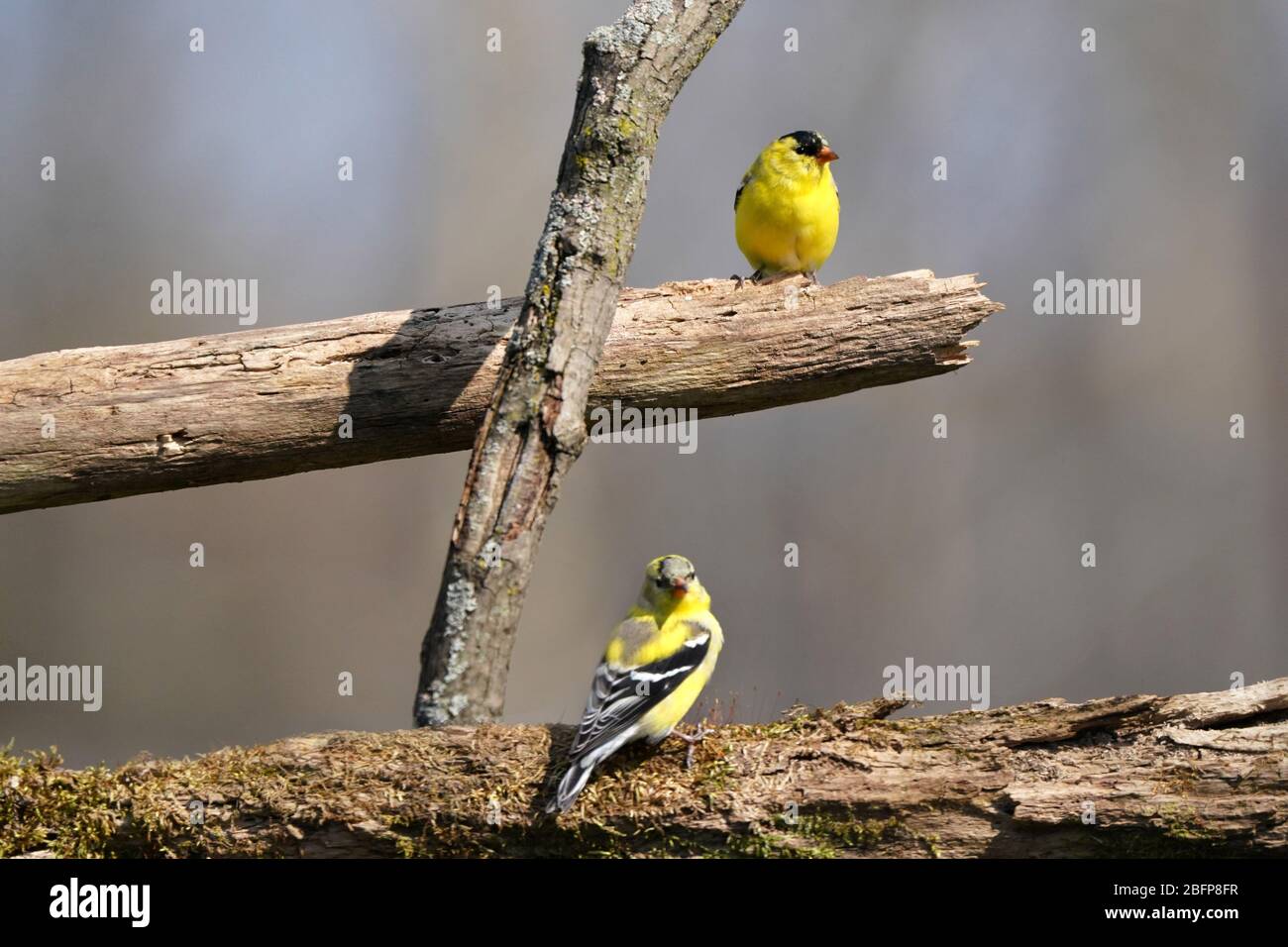 Gold finch males and females flying or perching Stock Photo - Alamy