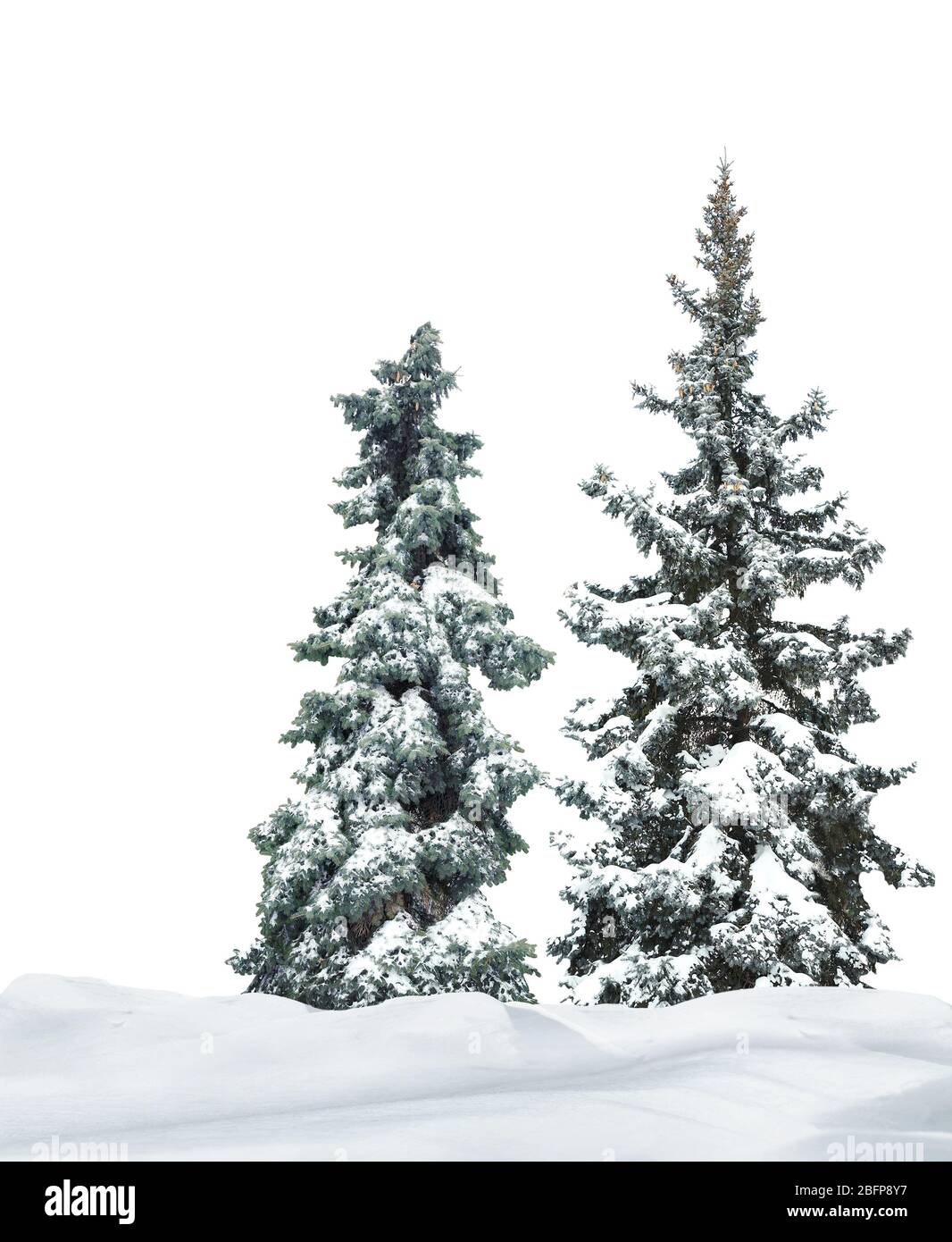 Fir-trees with snow on beautiful natural snowdrift with white ...
