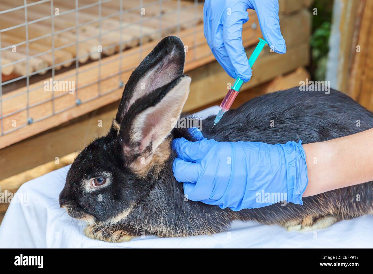 Veterinarian woman with syringe holding and injecting rabbit on ranch ...