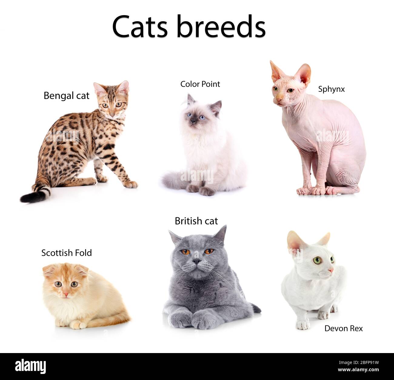 Beautiful cats with names of breeds on white background Stock Photo - Alamy