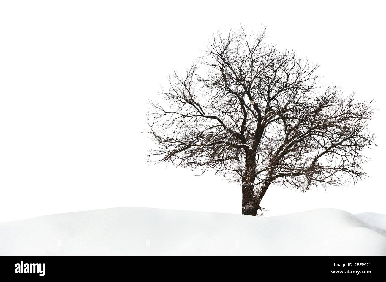 Tree without leaves with snow on white background Stock Photo - Alamy
